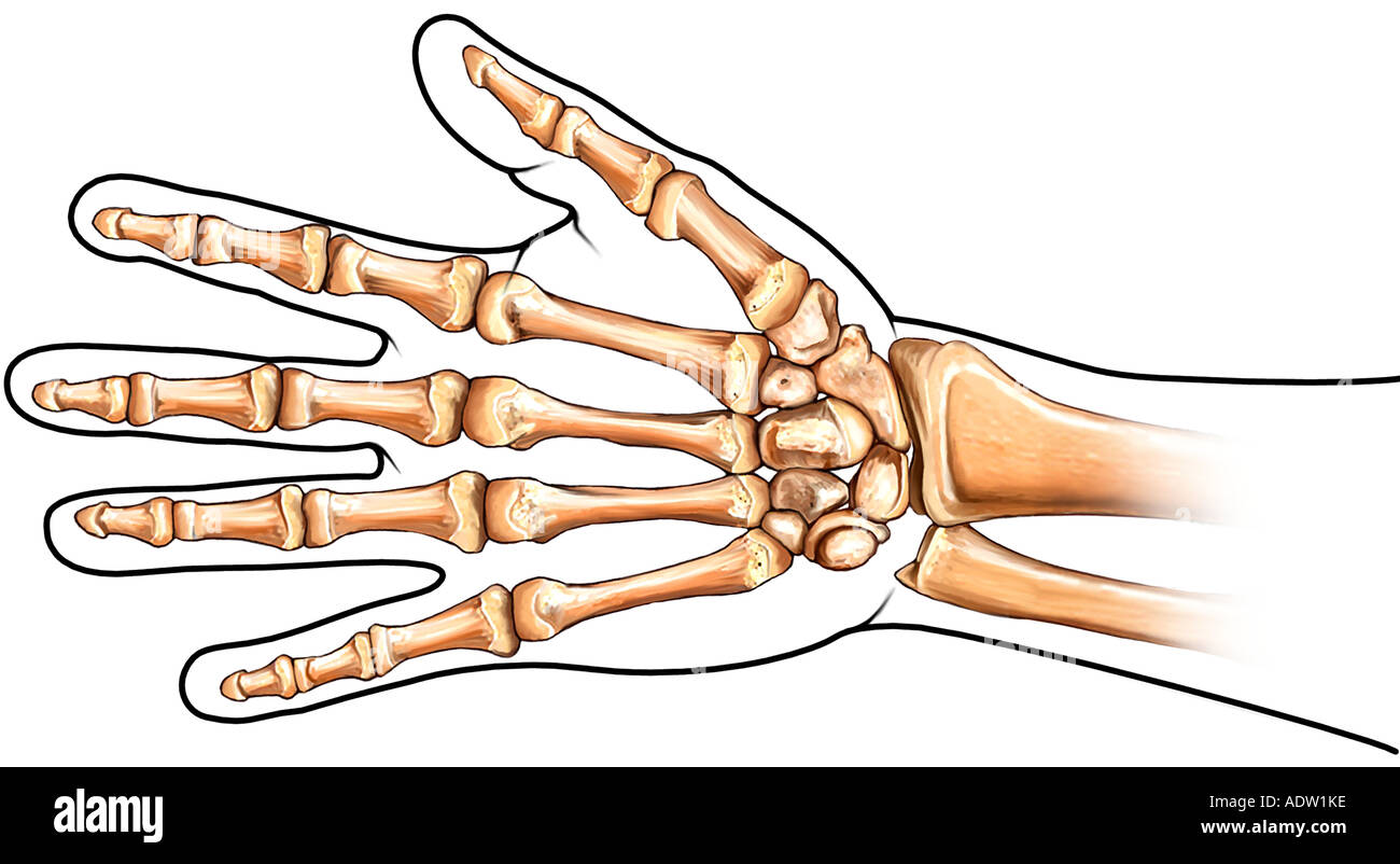 Bone of the hand anterior view immagini e fotografie stock ad alta ...