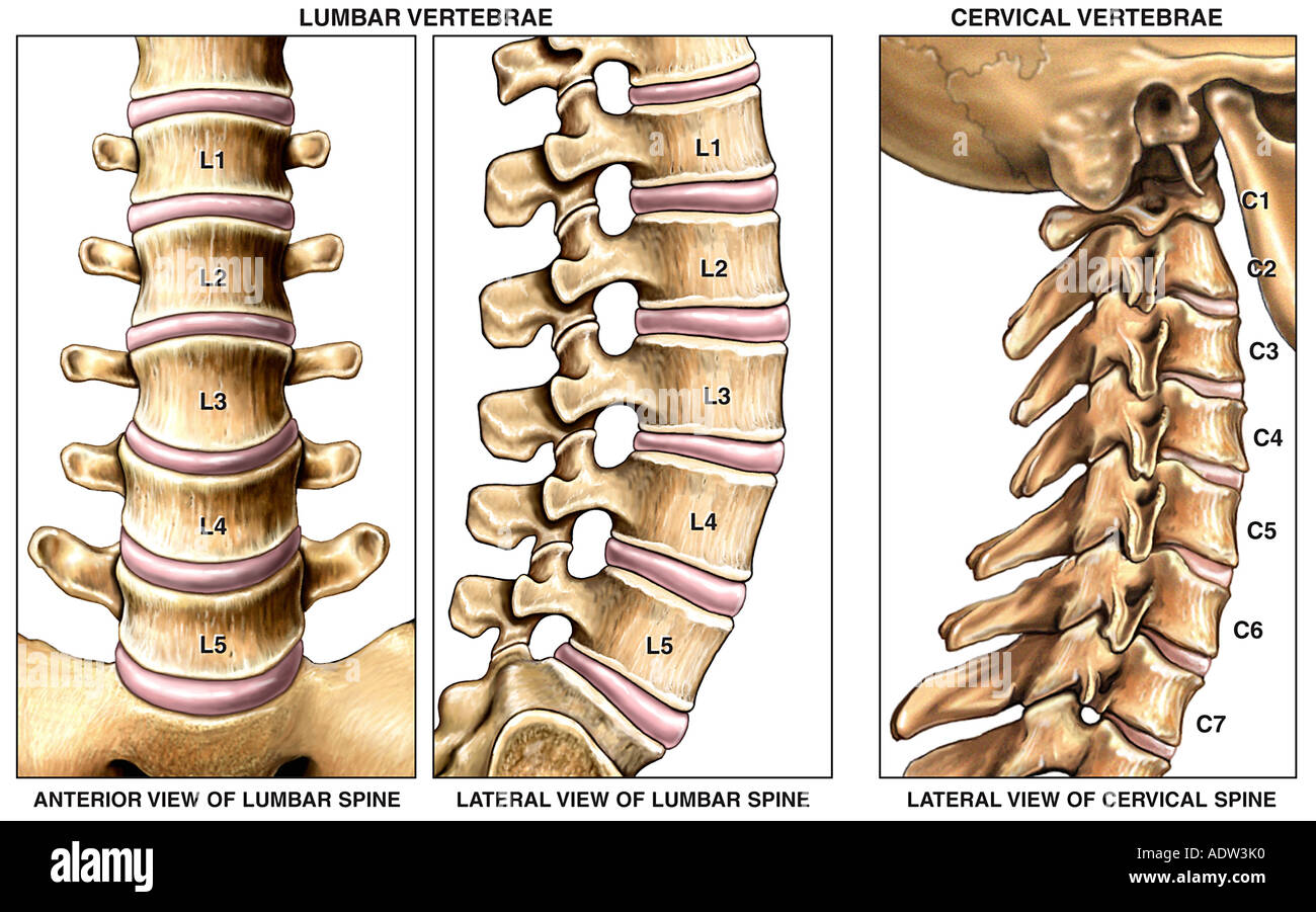 Anatomia della colonna lombare immagini e fotografie stock ad alta ...