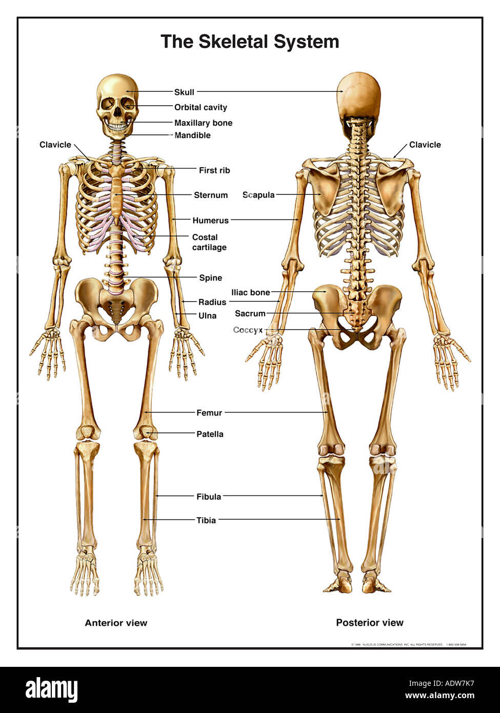 Sistema scheletrico immagini e fotografie stock ad alta risoluzione - Alamy