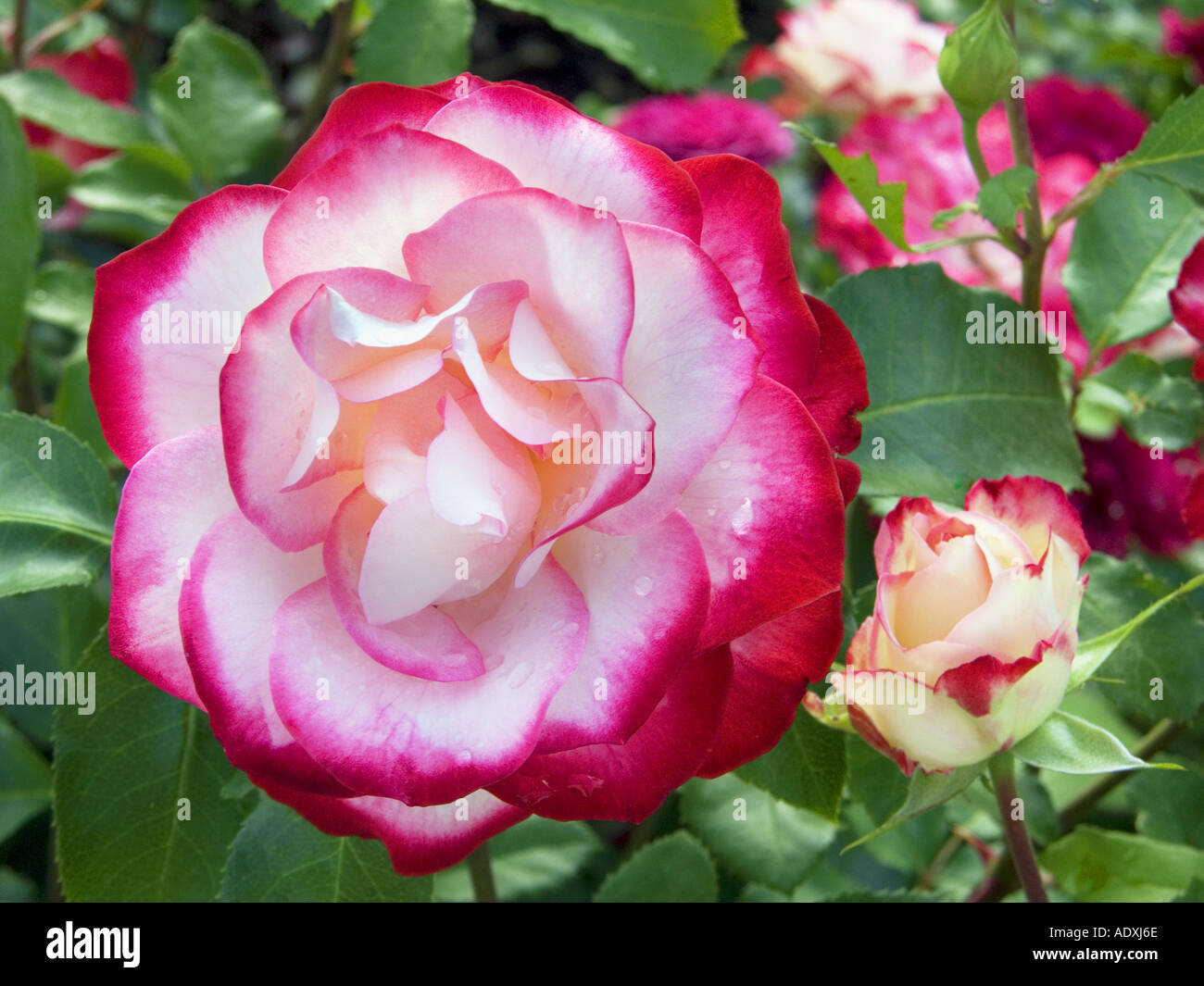Rosa leonardo da vinci rosso immagini e fotografie stock ad alta ...