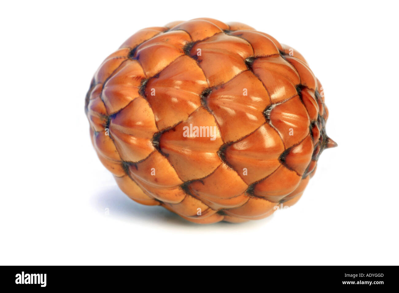 Palme di rafia raphia farinifera immagini e fotografie stock ad alta ...