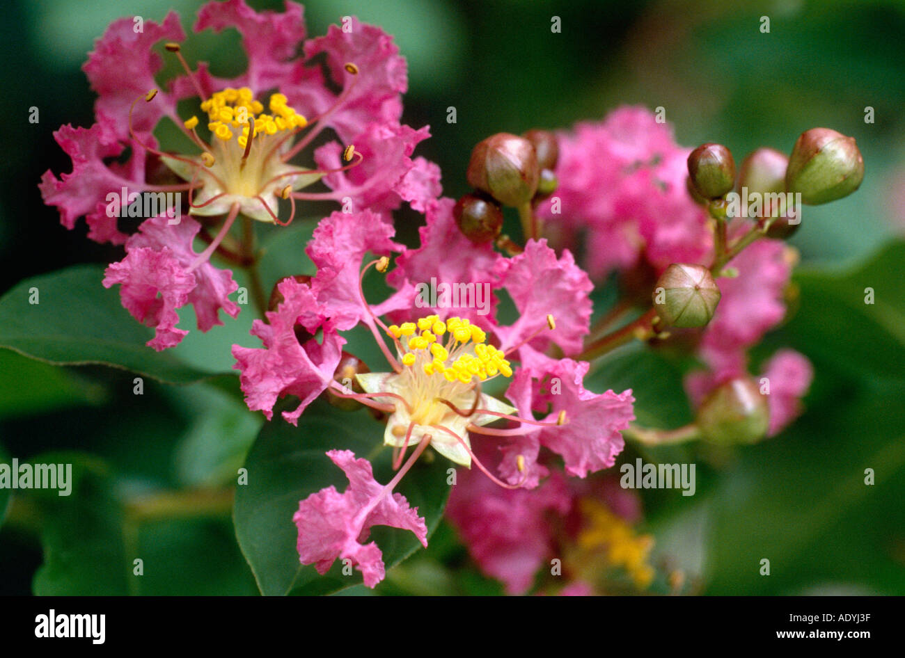 Lagerstroemia container immagini e fotografie stock ad alta risoluzione ...