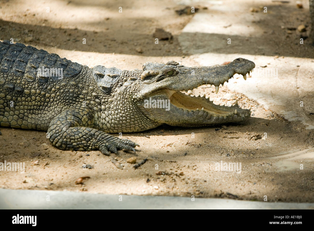 Muso di coccodrillo immagini e fotografie stock ad alta risoluzione - Alamy
