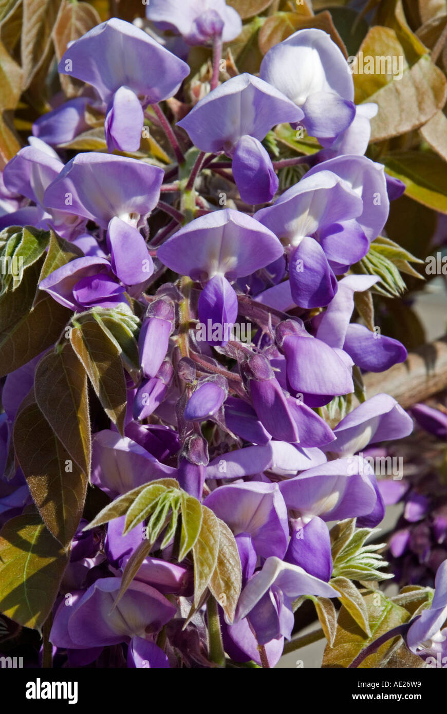 Wisteria venusta immagini e fotografie stock ad alta risoluzione - Alamy
