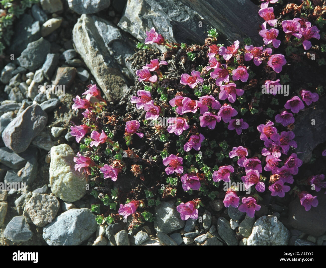 Purple Saxifrage Saxifraga Oppositifolia In Immagini e Fotos Stock - Alamy
