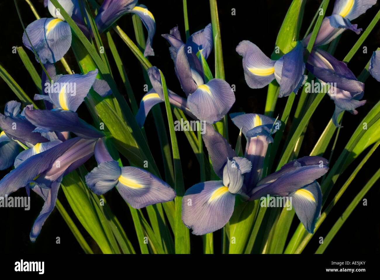 Fiori di iris nero immagini e fotografie stock ad alta risoluzione - Alamy