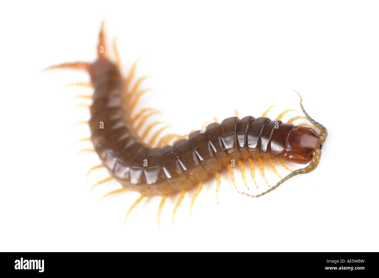 Giant centipede south immagini e fotografie stock ad alta risoluzione ...