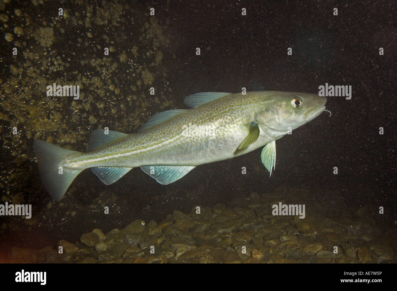 Merluzzi atlantici gadus morhua immagini e fotografie stock ad alta ...