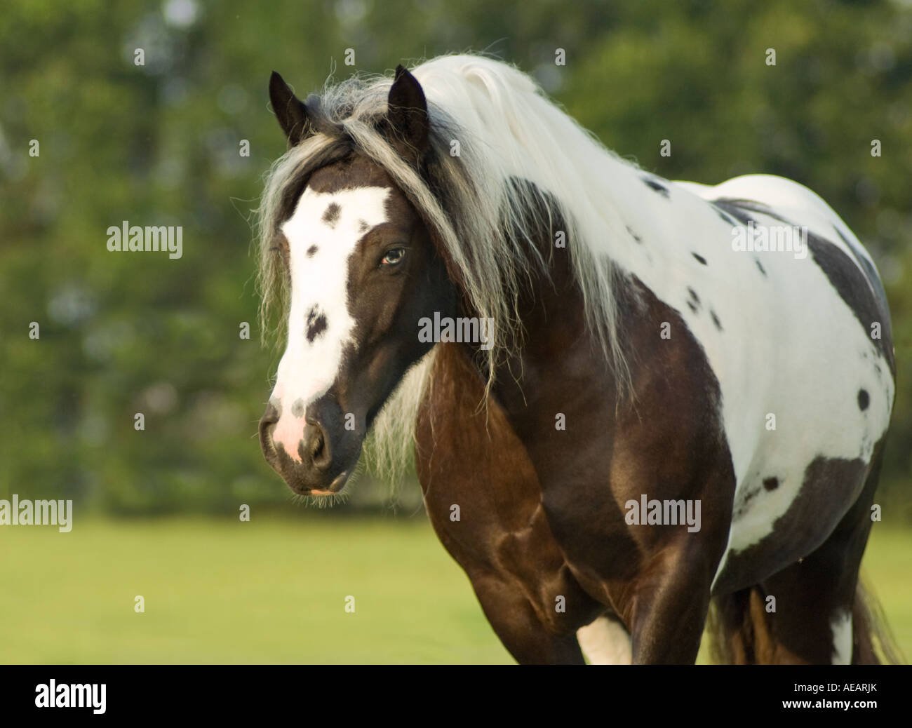 Gypsy vanner horse piebald mare immagini e fotografie stock ad alta ...