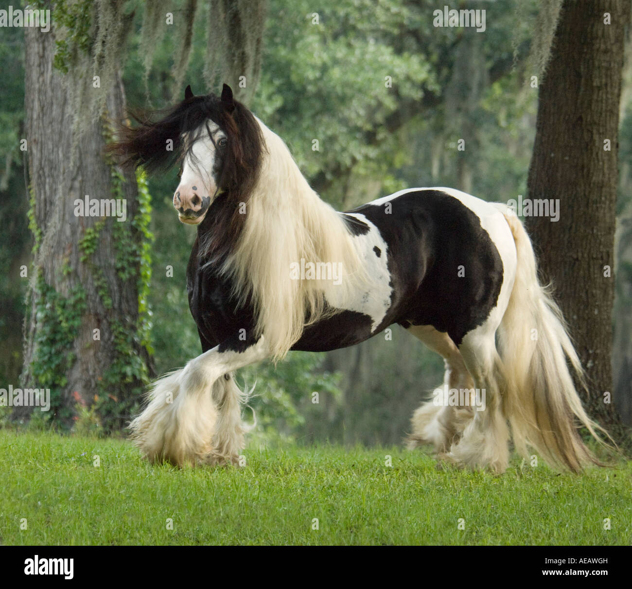 Gypsy vanner horse stallion immagini e fotografie stock ad alta ...