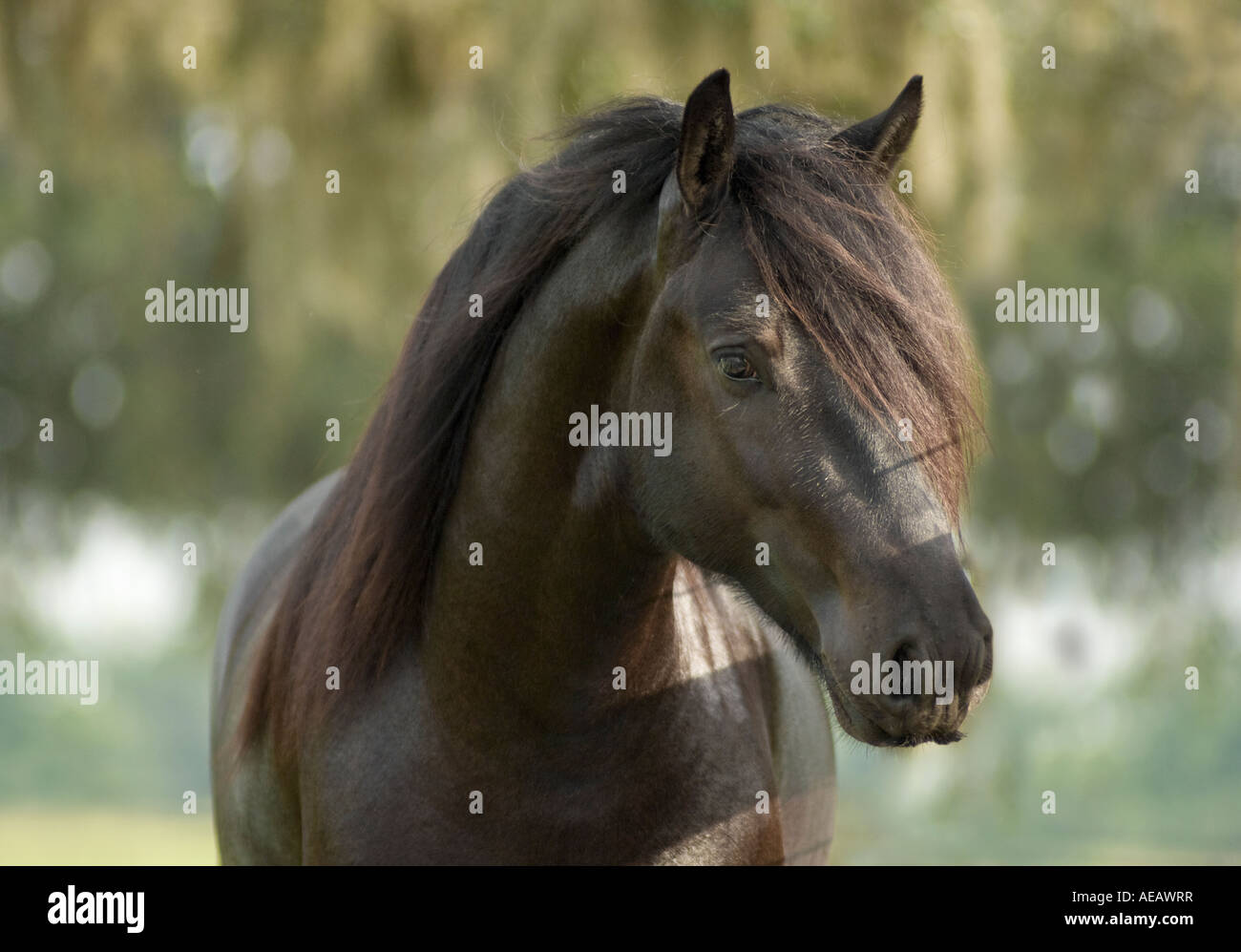 Gypsy vanner horse stallion immagini e fotografie stock ad alta ...