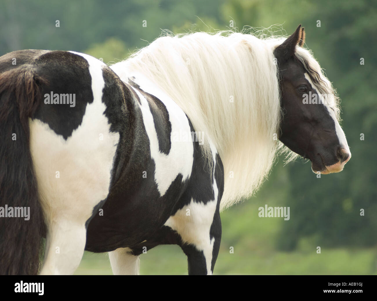 Gypsy vanner horse piebald mare immagini e fotografie stock ad alta ...