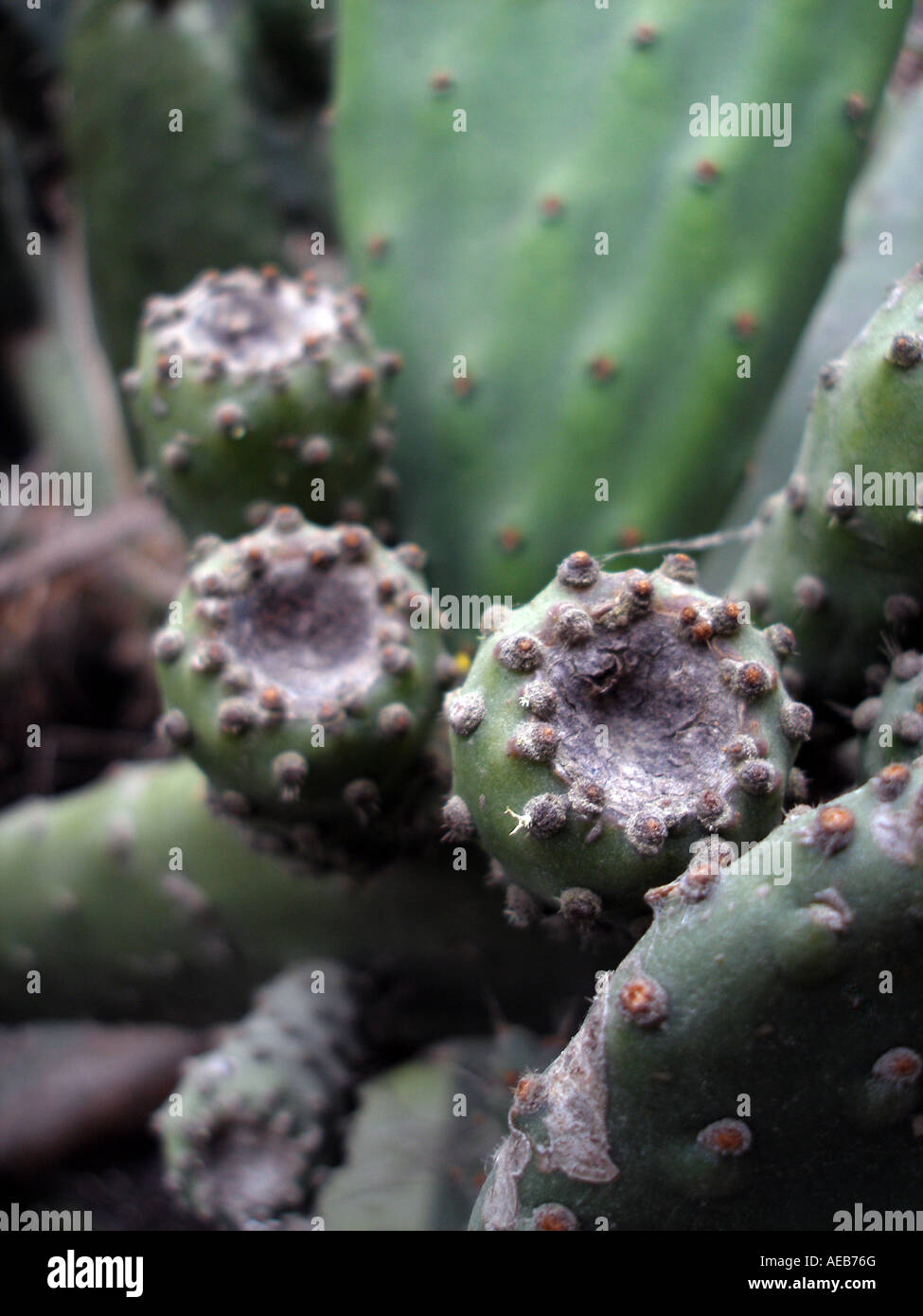 Pianta cactacea immagini e fotografie stock ad alta risoluzione - Alamy