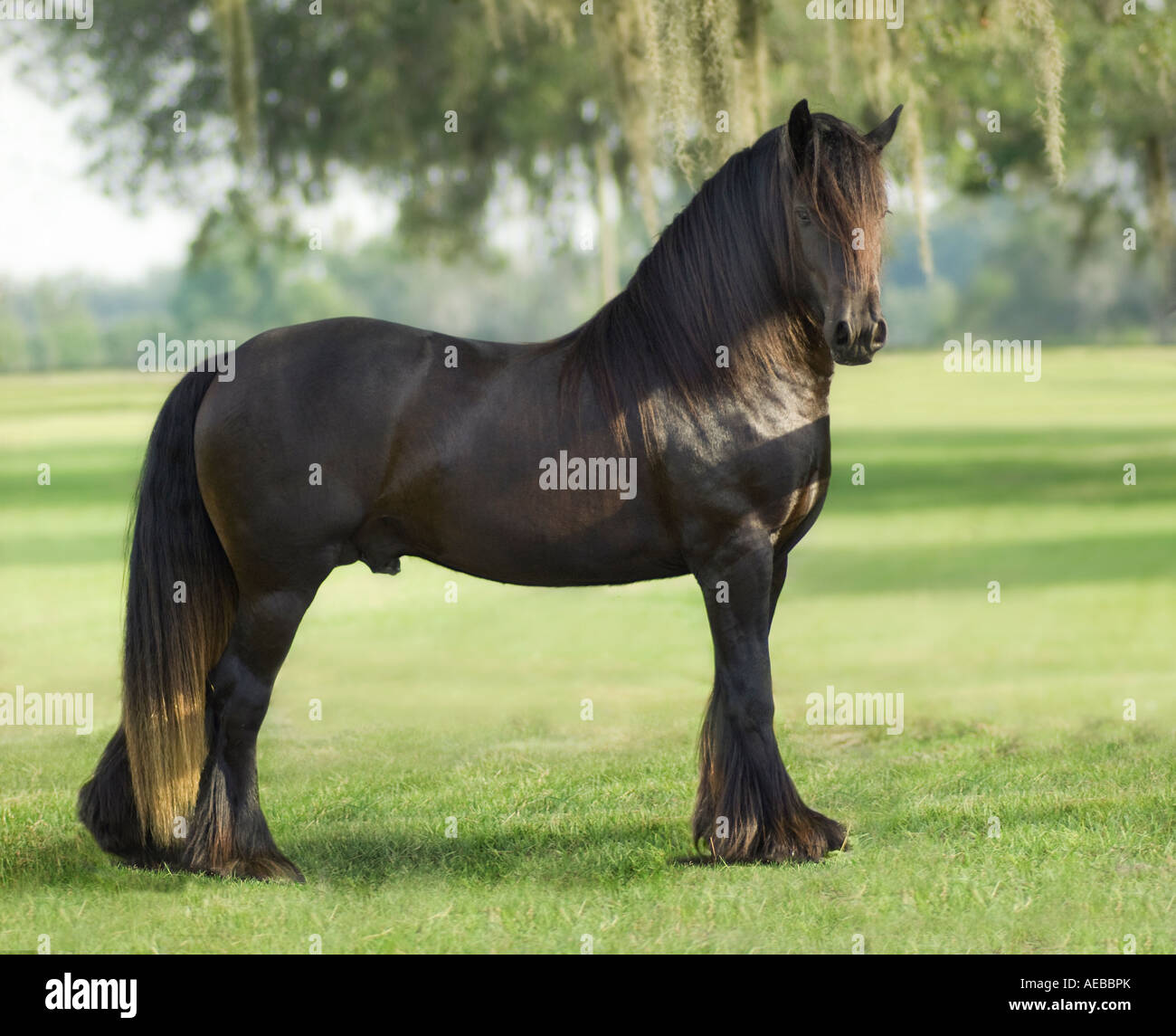 Gypsy vanner horse stallion immagini e fotografie stock ad alta ...