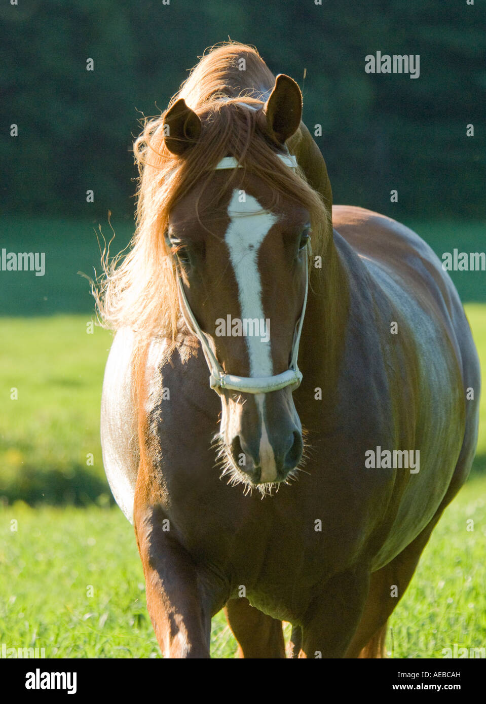Cavallo stallone immagini e fotografie stock ad alta risoluzione - Alamy