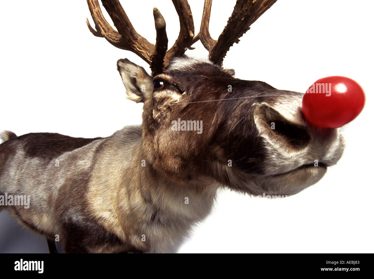 Rudolph la renna dal naso rosso immagini e fotografie stock ad alta ...