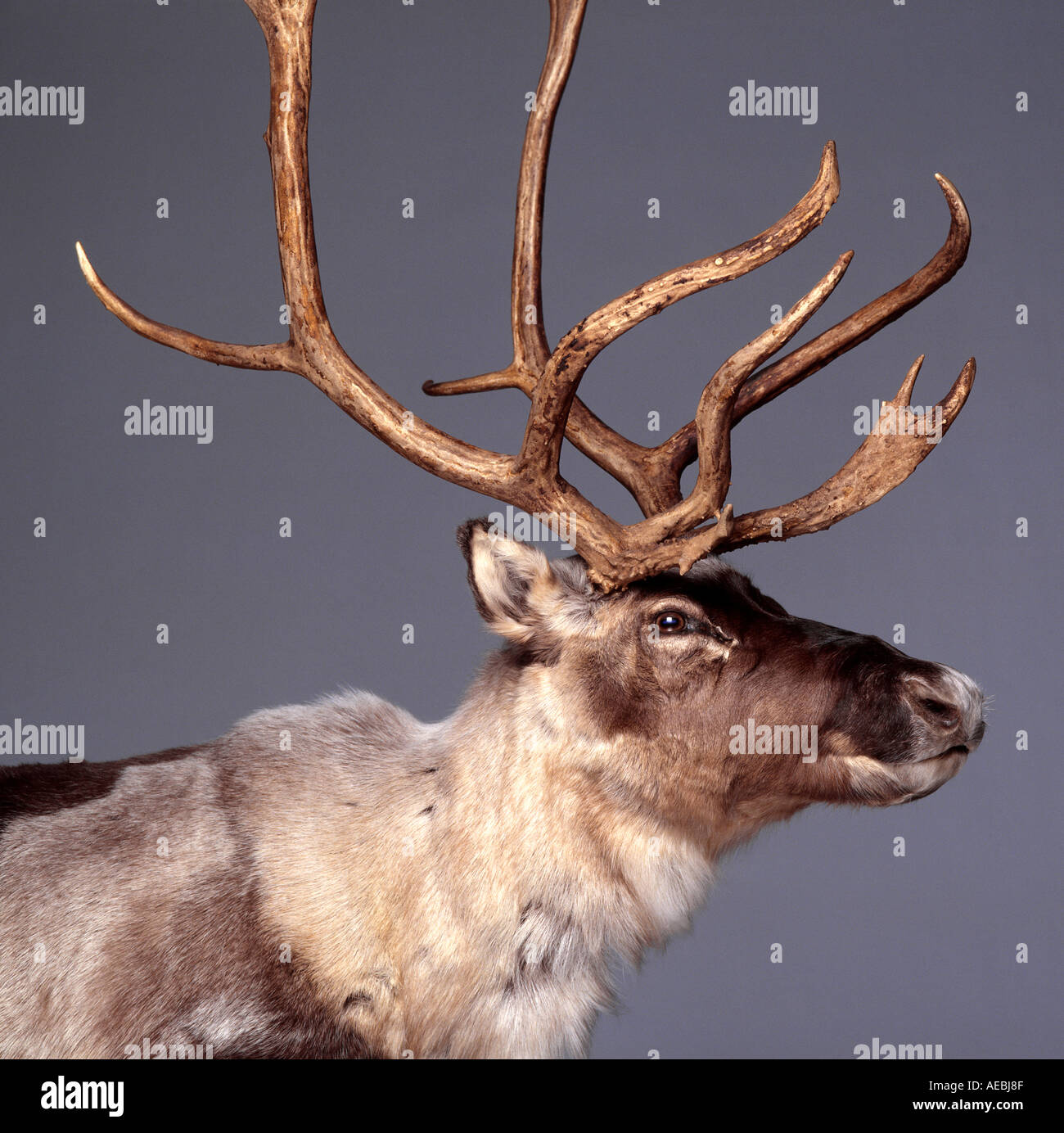 Rudolph red nosed reindeer immagini e fotografie stock ad alta ...