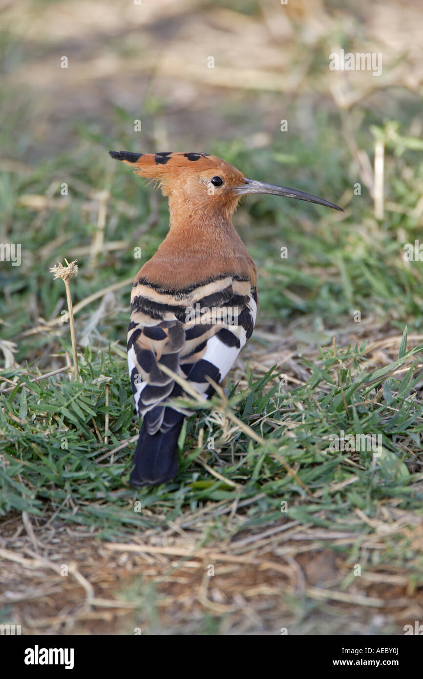 Upupa africana upupa epops africana immagini e fotografie stock ad alta ...