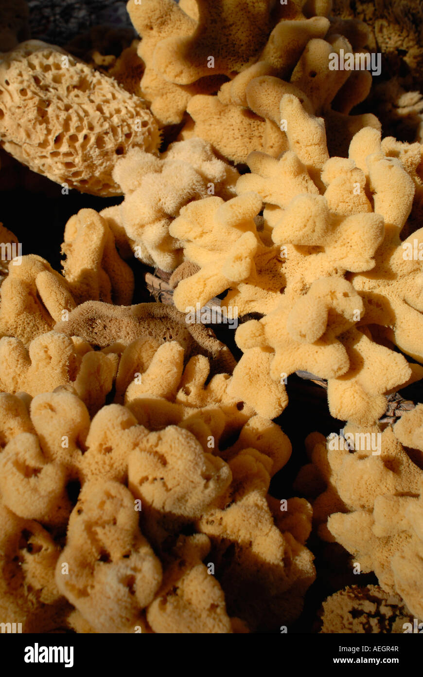 Phylum porifera immagini e fotografie stock ad alta risoluzione - Alamy