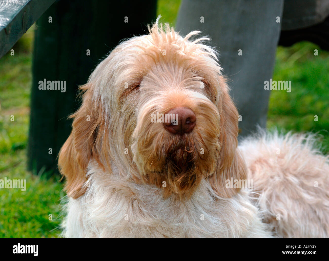 Italian spinone immagini e fotografie stock ad alta risoluzione - Alamy