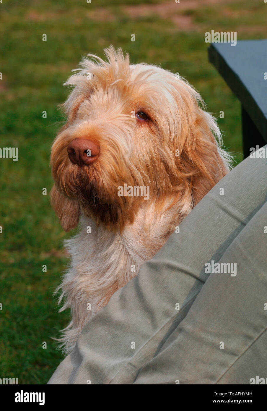 Italian spinone immagini e fotografie stock ad alta risoluzione - Alamy