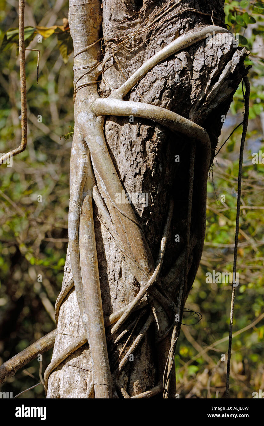 Parassiti degli alberi immagini e fotografie stock ad alta risoluzione ...