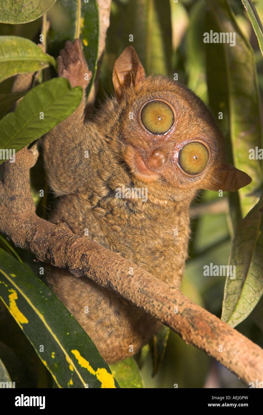 Philippine tarsier immagini e fotografie stock ad alta risoluzione - Alamy