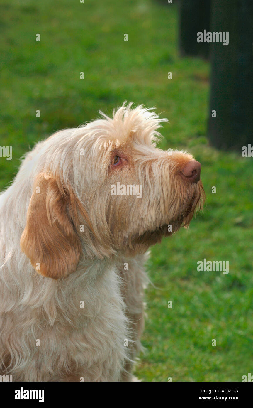 Italian spinone immagini e fotografie stock ad alta risoluzione - Alamy