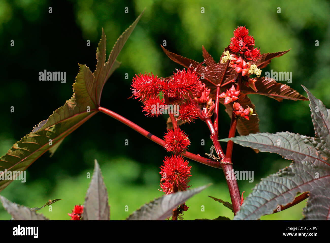 Pianta medicinale e velenosa immagini e fotografie stock ad alta ...