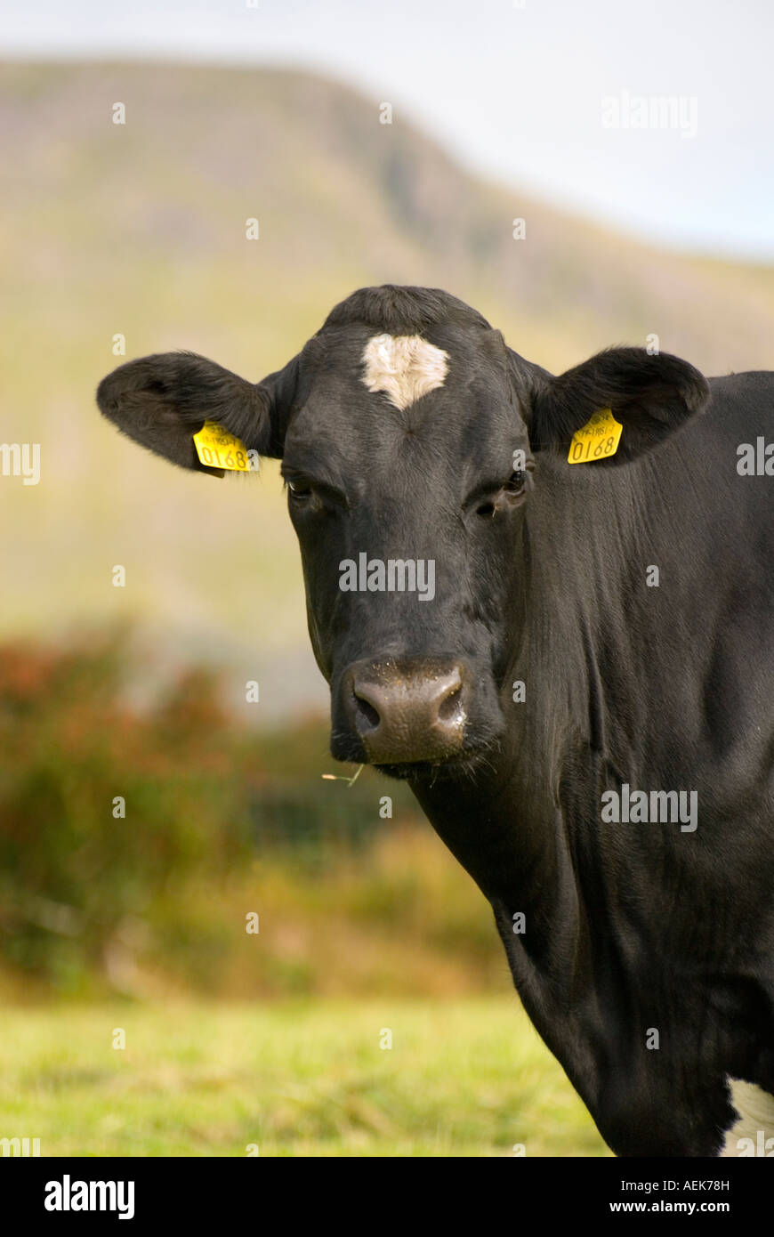 Bovini da latte frisone immagini e fotografie stock ad alta risoluzione ...