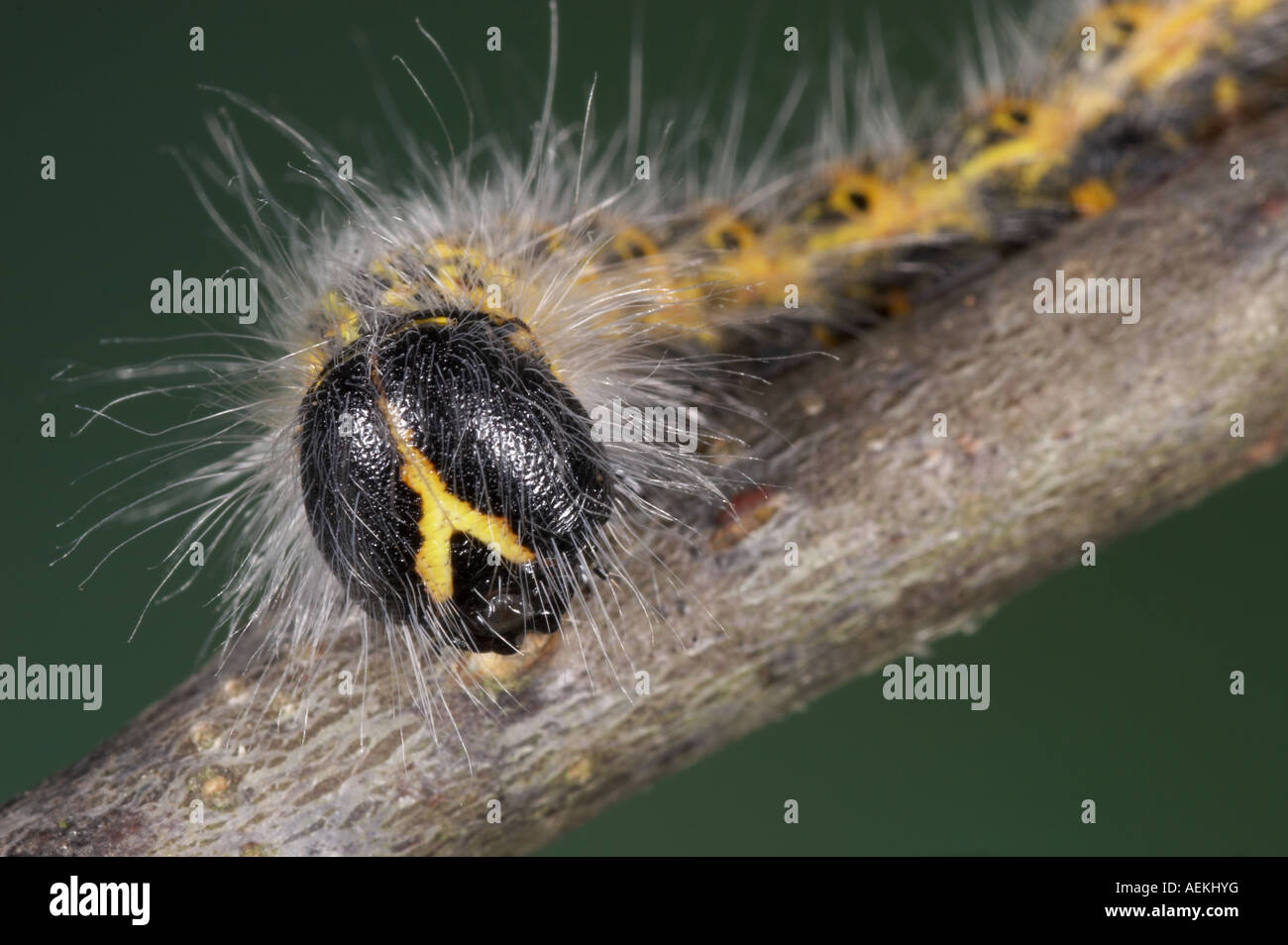 Buff tip phalera bucephala larvae moth immagini e fotografie stock ad ...