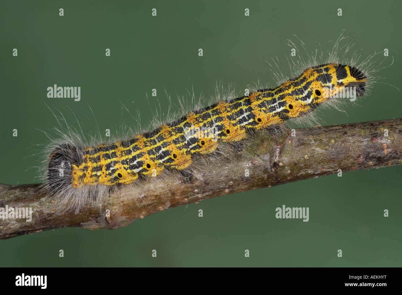 Buff tip phalera bucephala larvae moth immagini e fotografie stock ad ...