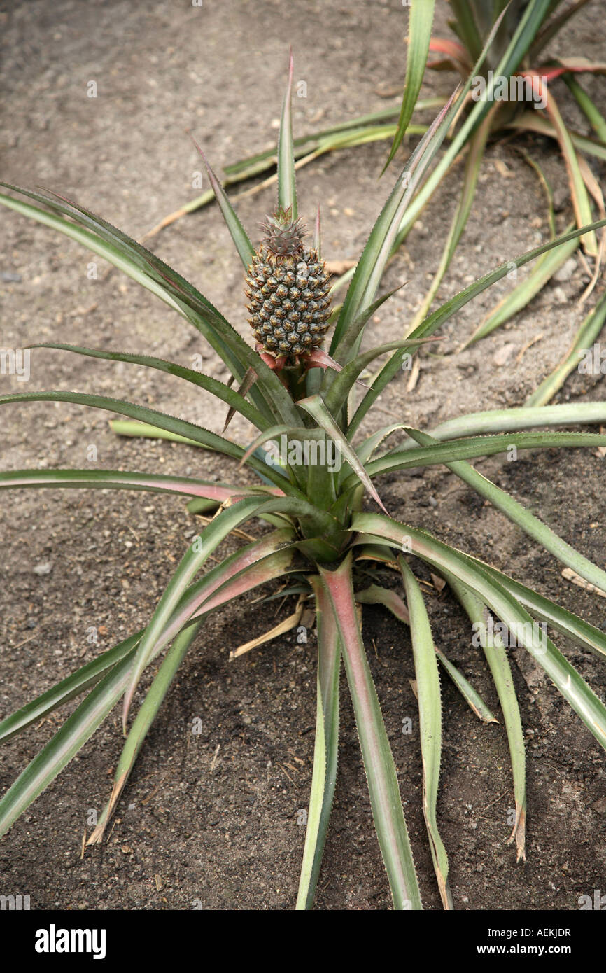 Pianta di ananas immagini e fotografie stock ad alta risoluzione - Alamy