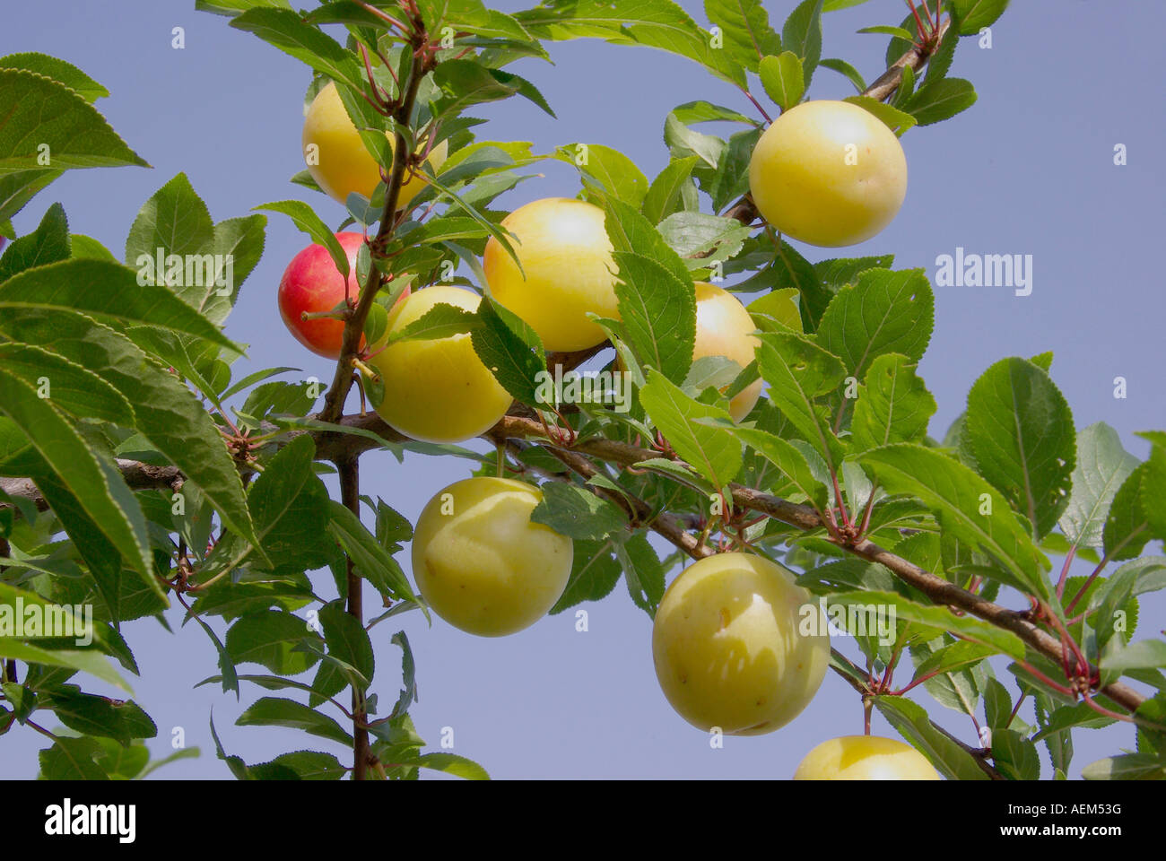 Prugna selvatica immagini e fotografie stock ad alta risoluzione - Alamy