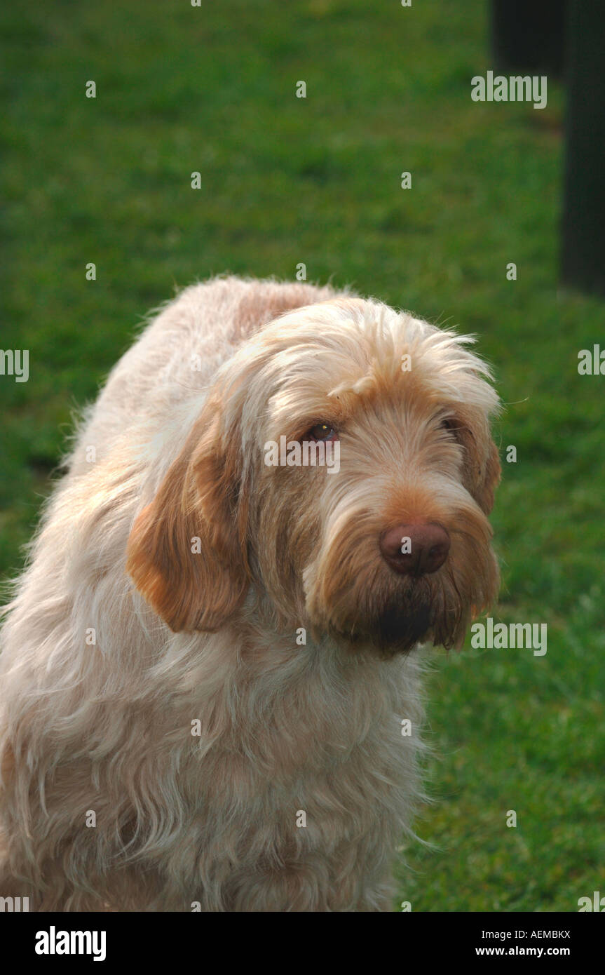 Italian spinone immagini e fotografie stock ad alta risoluzione - Alamy