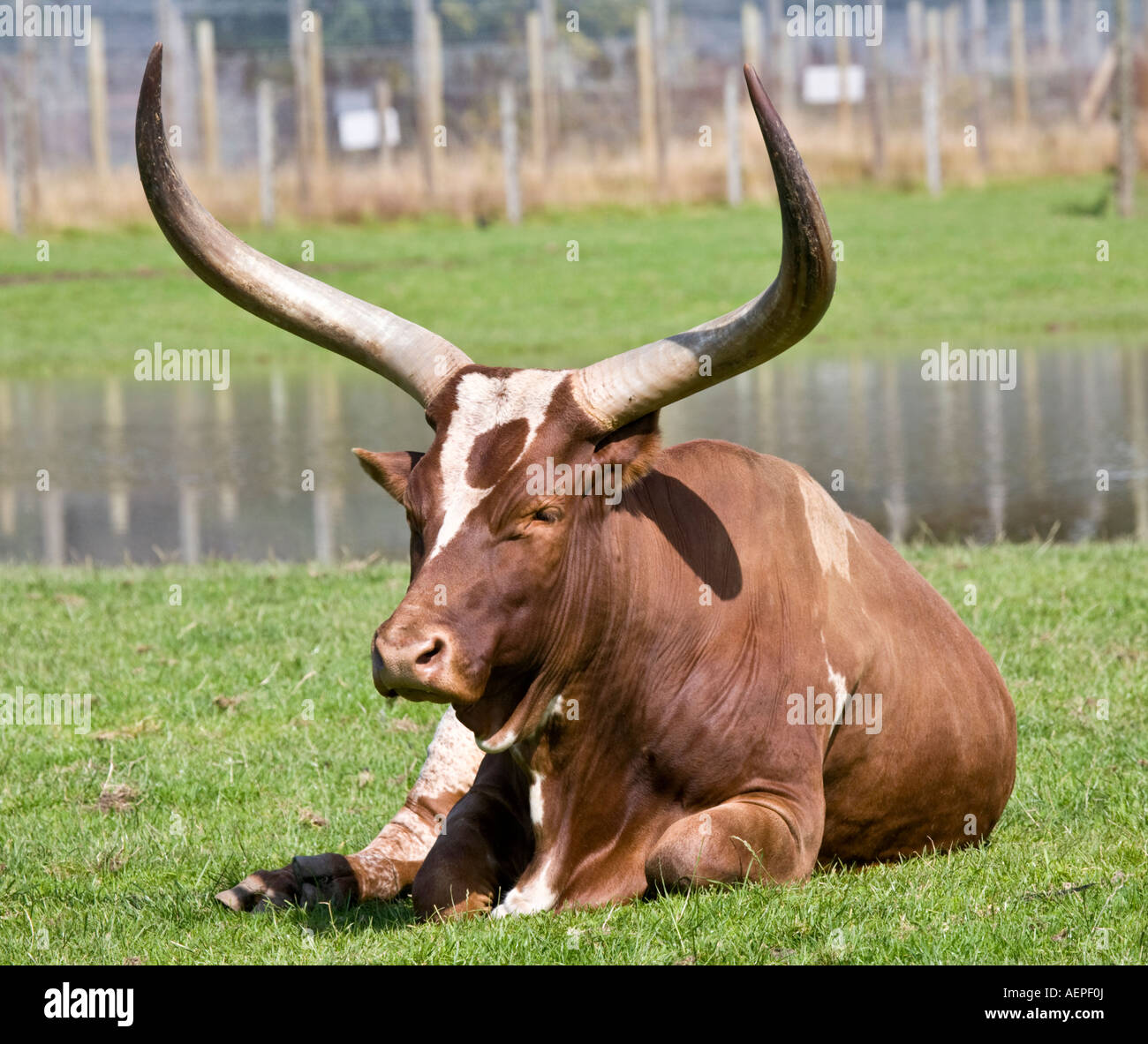 Mucca africana lunga cornuta immagini e fotografie stock ad alta ...