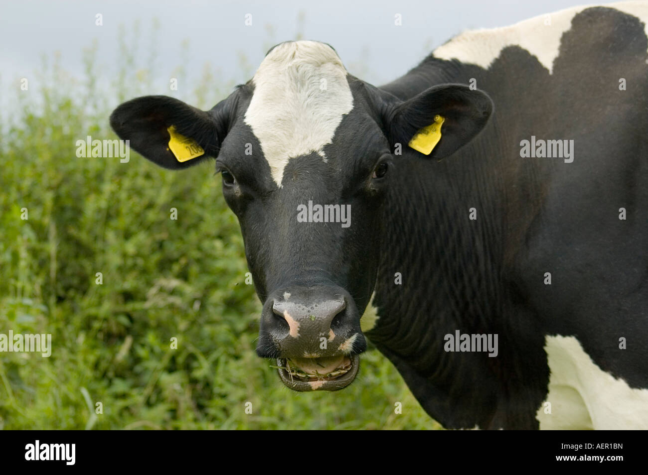 Bovini da latte frisone immagini e fotografie stock ad alta risoluzione ...