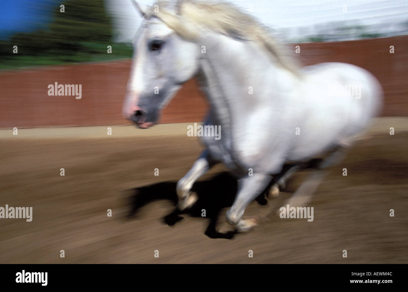 Purebred spanish horse immagini e fotografie stock ad alta risoluzione ...