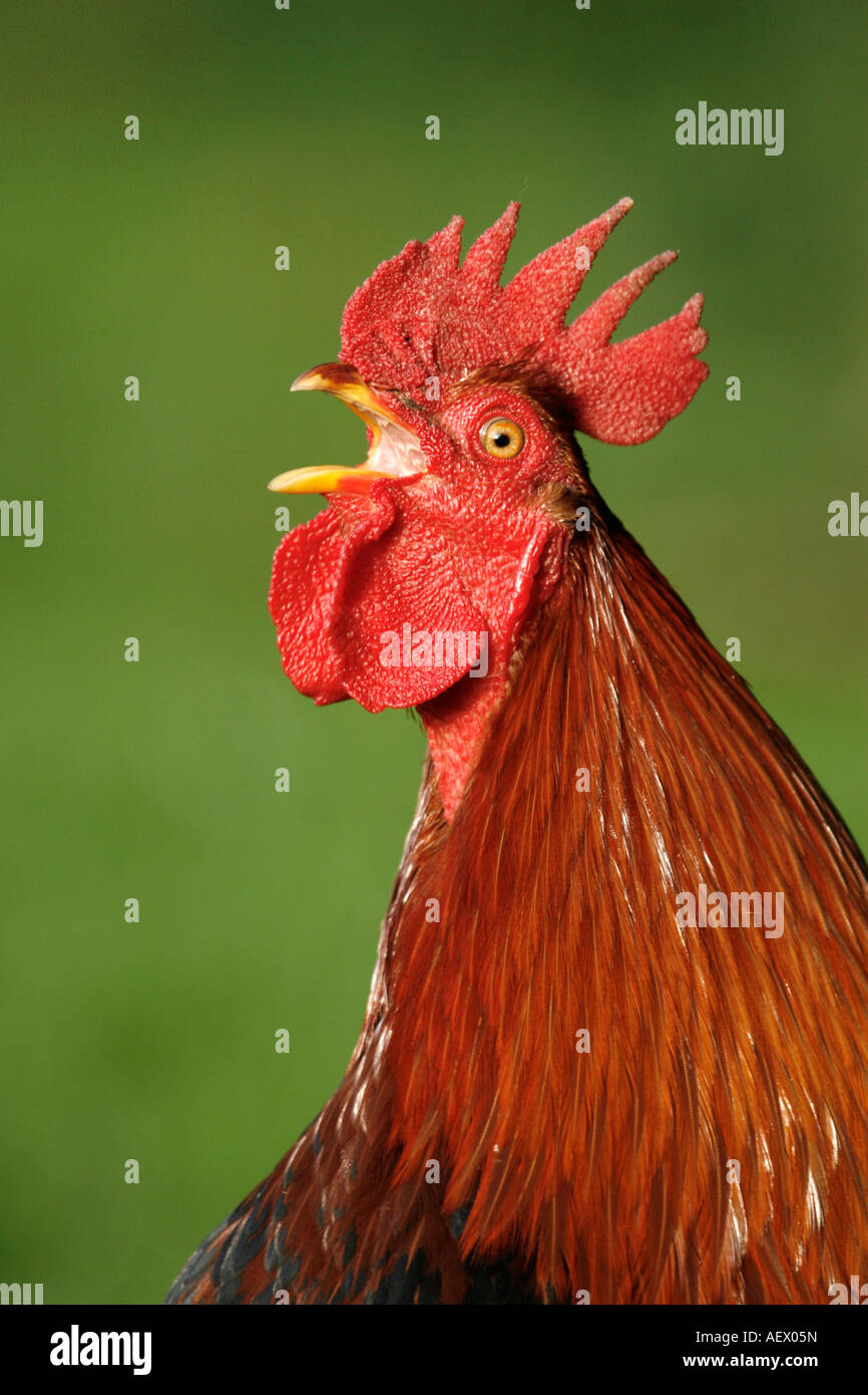 Canto del galletto immagini e fotografie stock ad alta risoluzione - Alamy
