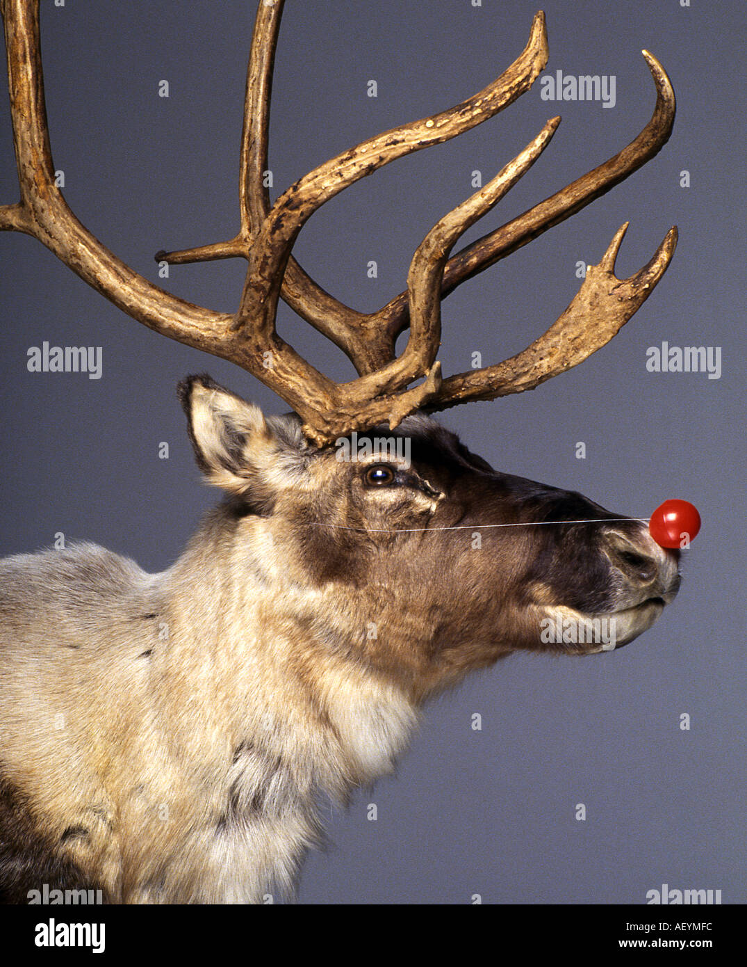 Rudolph la renna dal naso rosso immagini e fotografie stock ad alta ...