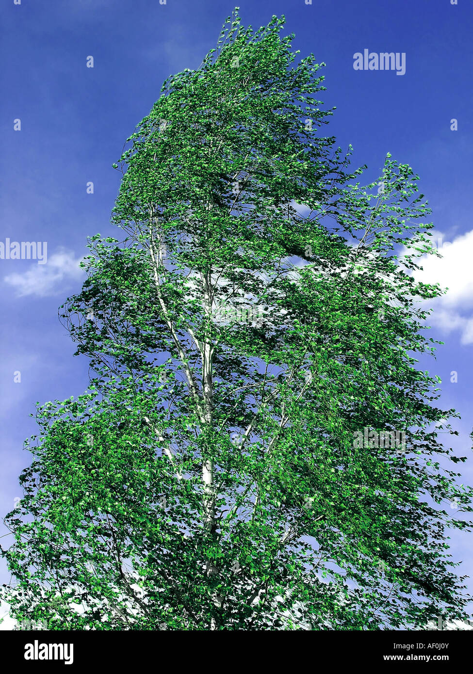 Albero di betula immagini e fotografie stock ad alta risoluzione - Alamy