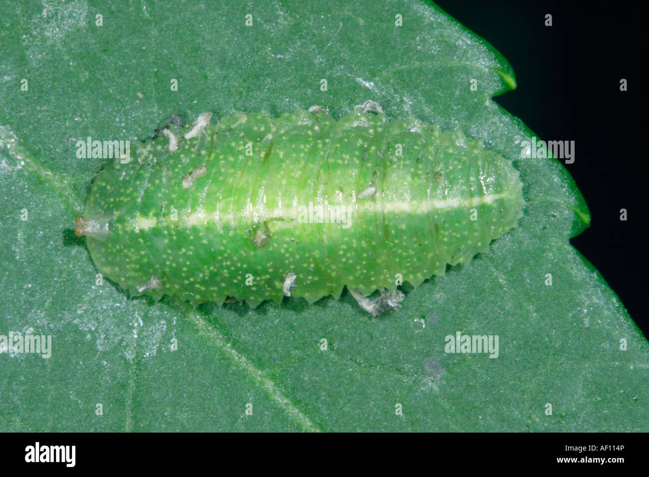 Passare il puntatore del mouse-fly, Famiglia Syrphidae. Larva sulla ...