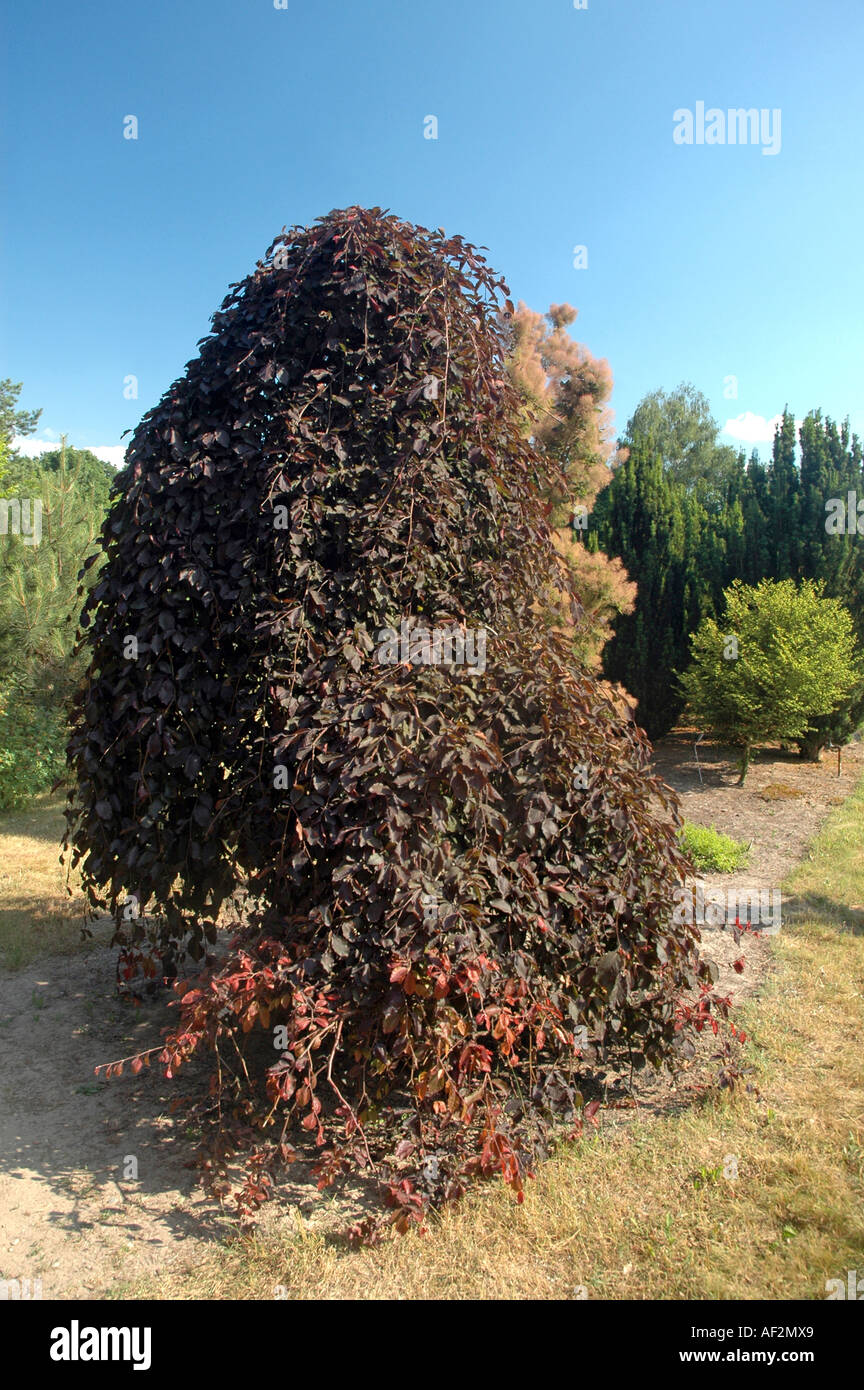 Fagus sylvatica purpurea pendula immagini e fotografie stock ad alta ...