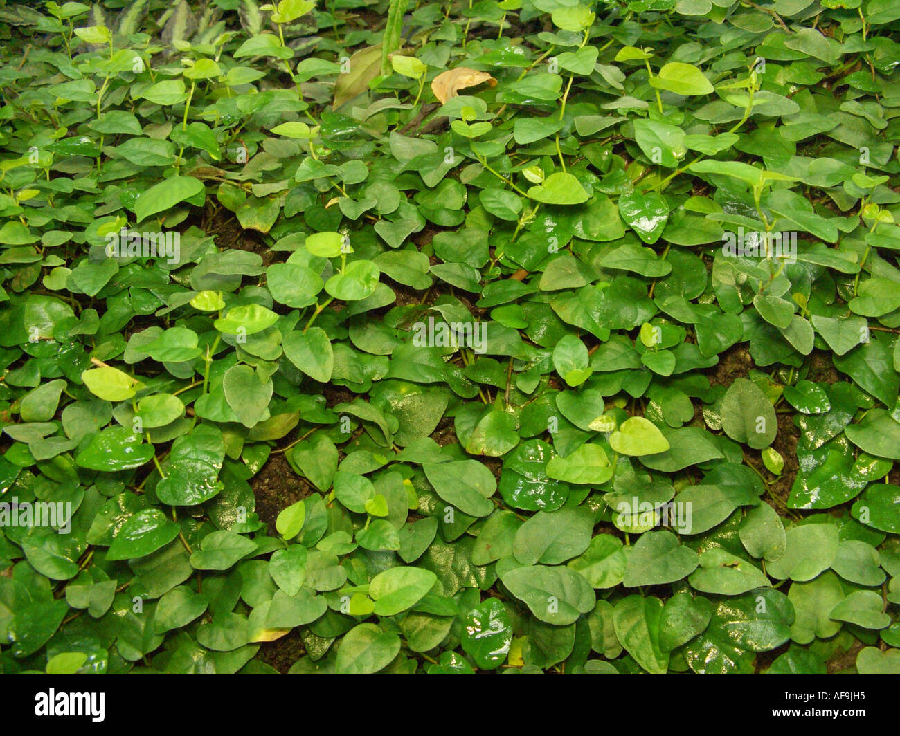 Creeping fig ficus pumila immagini e fotografie stock ad alta ...