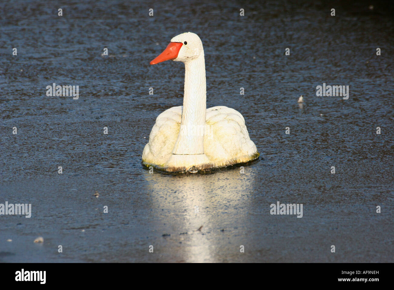 Simbolismo del cigno immagini e fotografie stock ad alta risoluzione ...