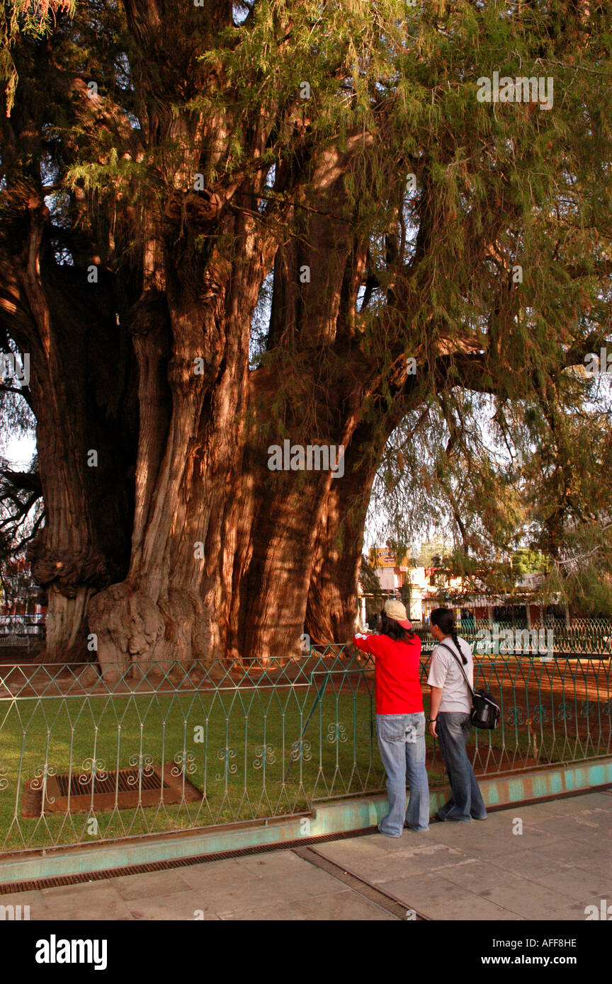 El arbol de tule immagini e fotografie stock ad alta risoluzione - Alamy