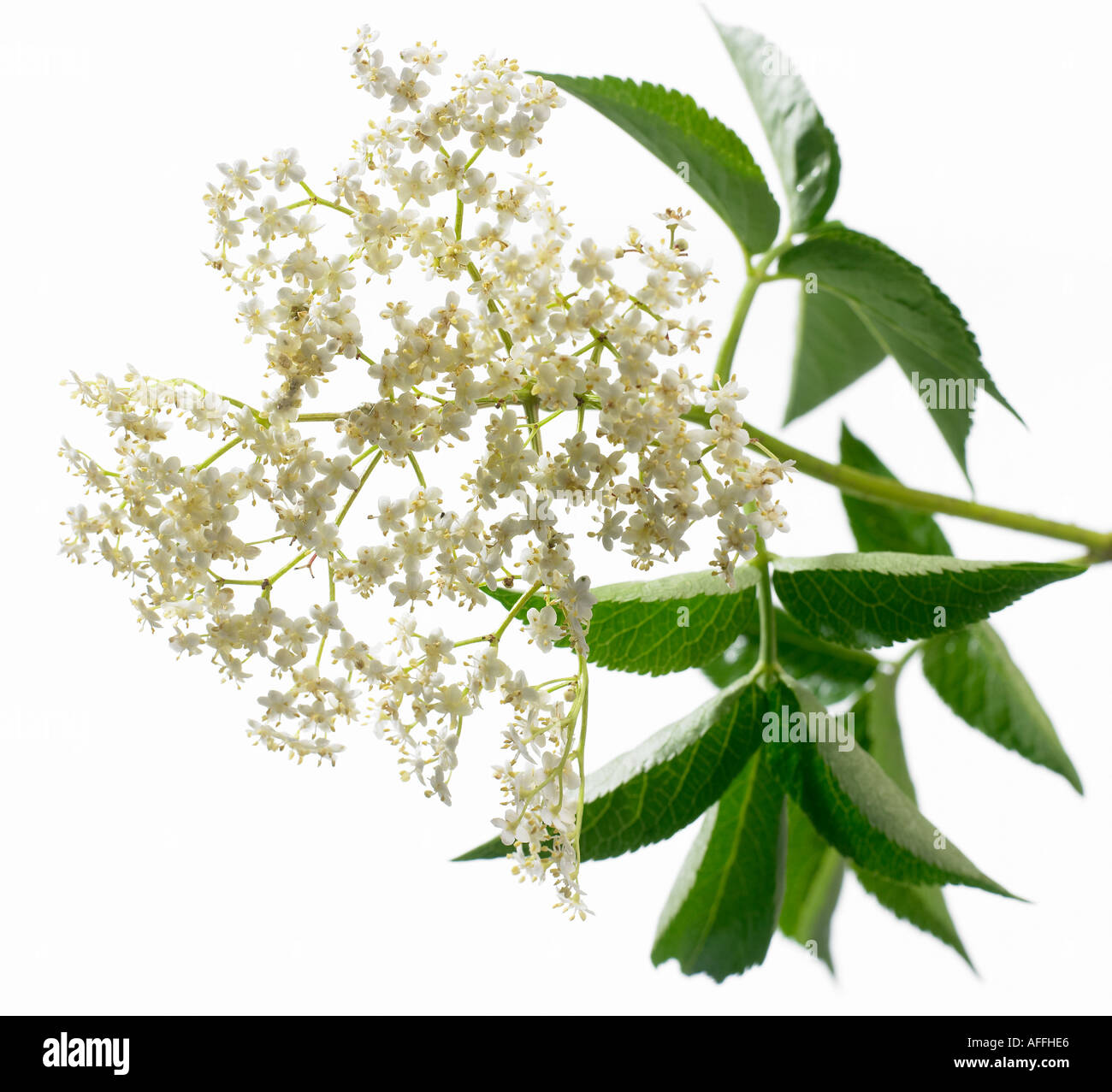 Raccogliere il fiore di sambuco immagini e fotografie stock ad alta ...