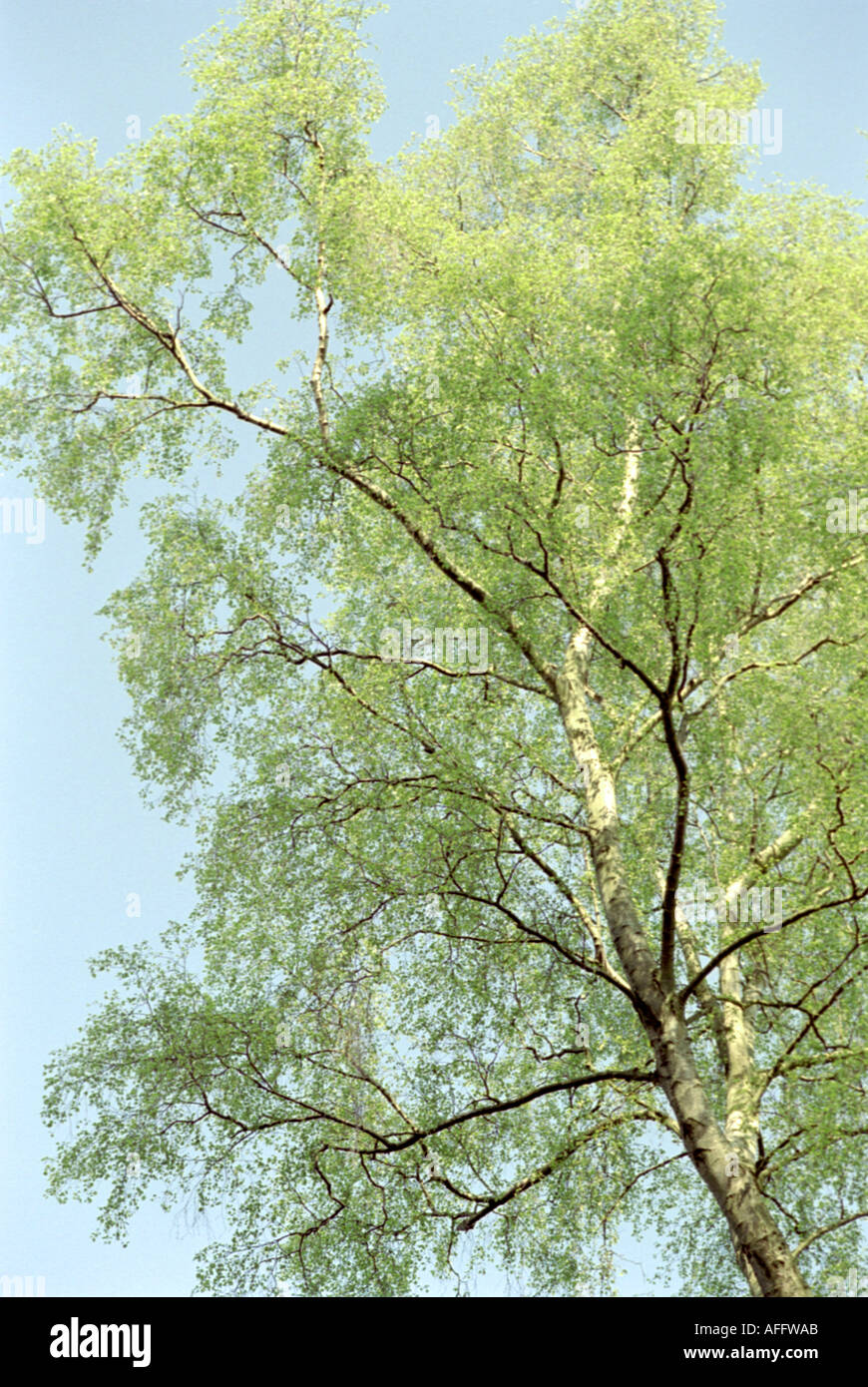 Betulla betulla betulla immagini e fotografie stock ad alta risoluzione ...