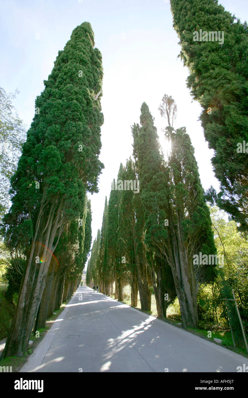 Cipressi dopo immagini e fotografie stock ad alta risoluzione - Alamy