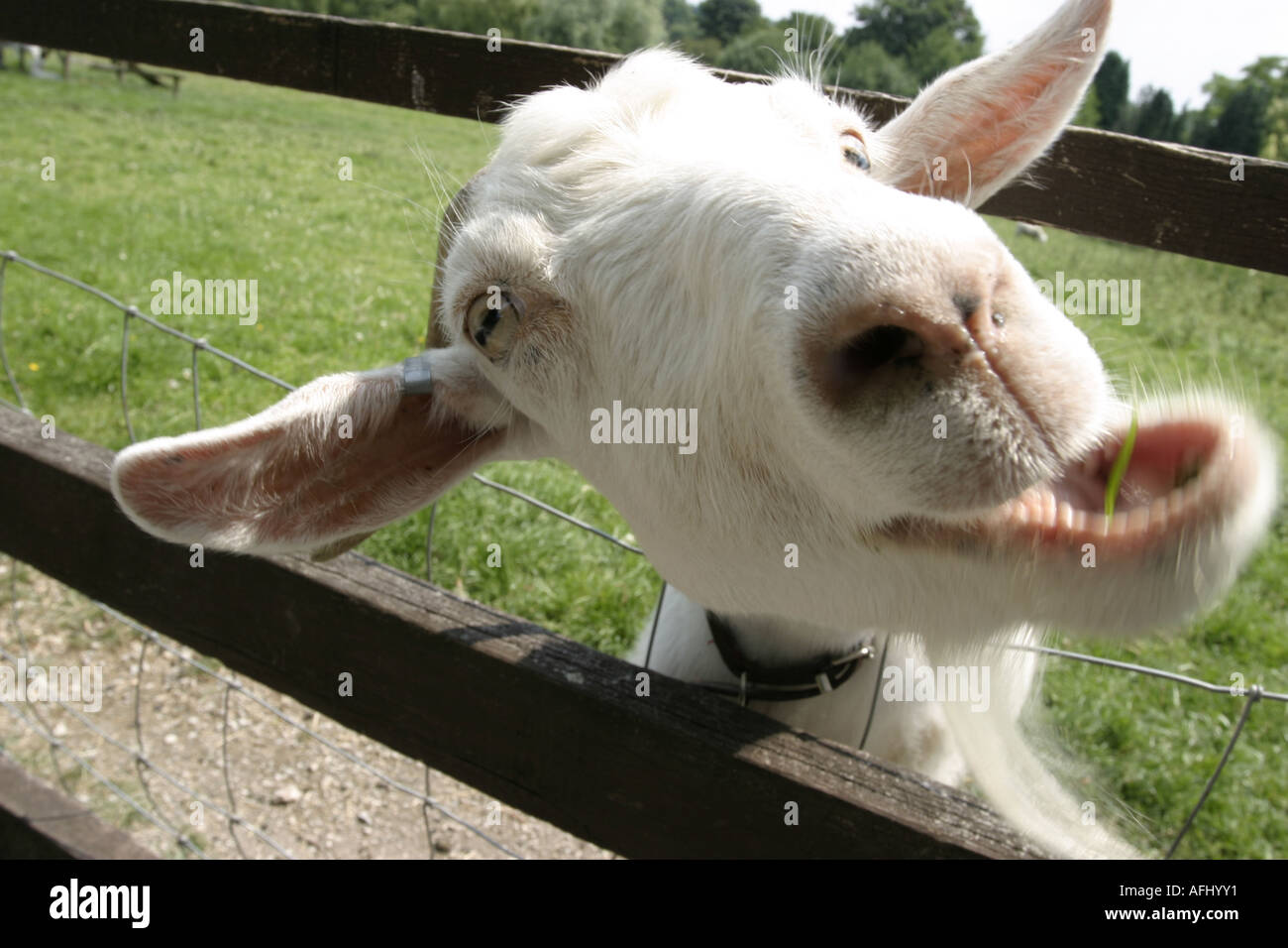 Denti di capra immagini e fotografie stock ad alta risoluzione - Alamy